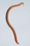 Choneiulus palmatus | Bodentier⁴
