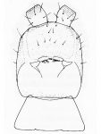 Geophilus proximus | Bodentier⁴
