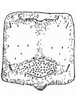 Geophilus proximus | Bodentier⁴